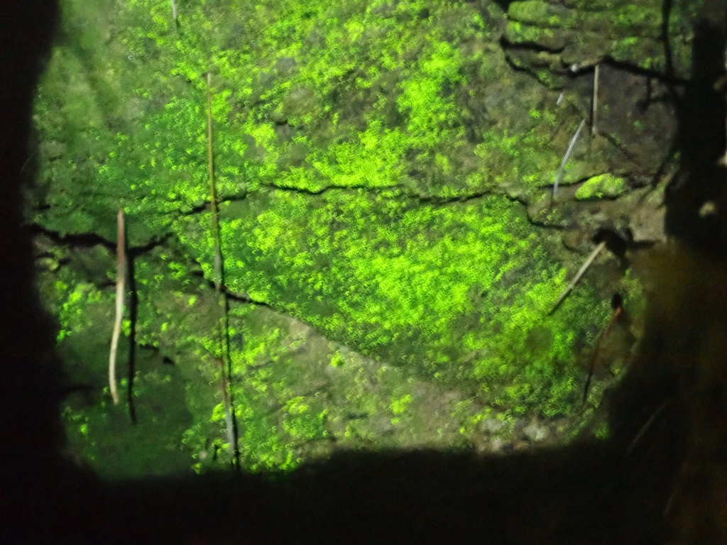Luminous Moss in September 2022 by davidchas · iNaturalist