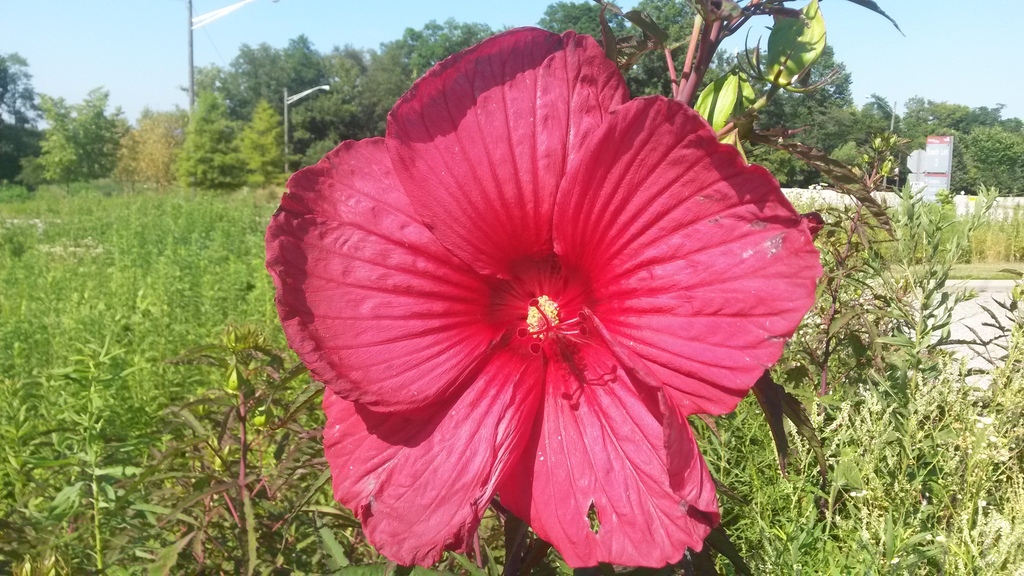 hibiscuses from University of Cincinnati Clermont on July 13, 2019 at ...