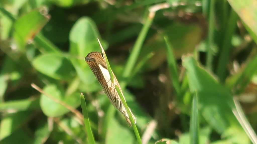 Vagabond Sod Webworm Moth from Jordan Station, Lincoln, ON, Canada on ...