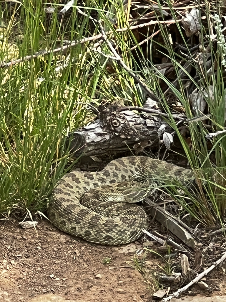Prairie Rattlesnake in September 2022 by nuprin · iNaturalist