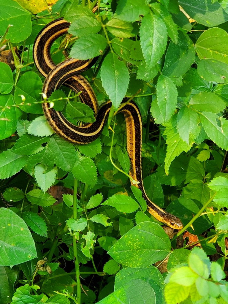 Common Garter Snake from Waverly, IA 50677, USA on September 08, 2022 ...