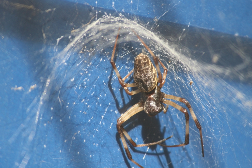 African Hermit Spider from Parque Escola Santo André on August 31, 2022 ...