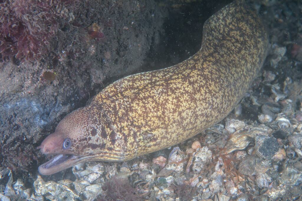 Sieve-patterned Moray from Sydney NSW, Australia on September 08, 2022 ...