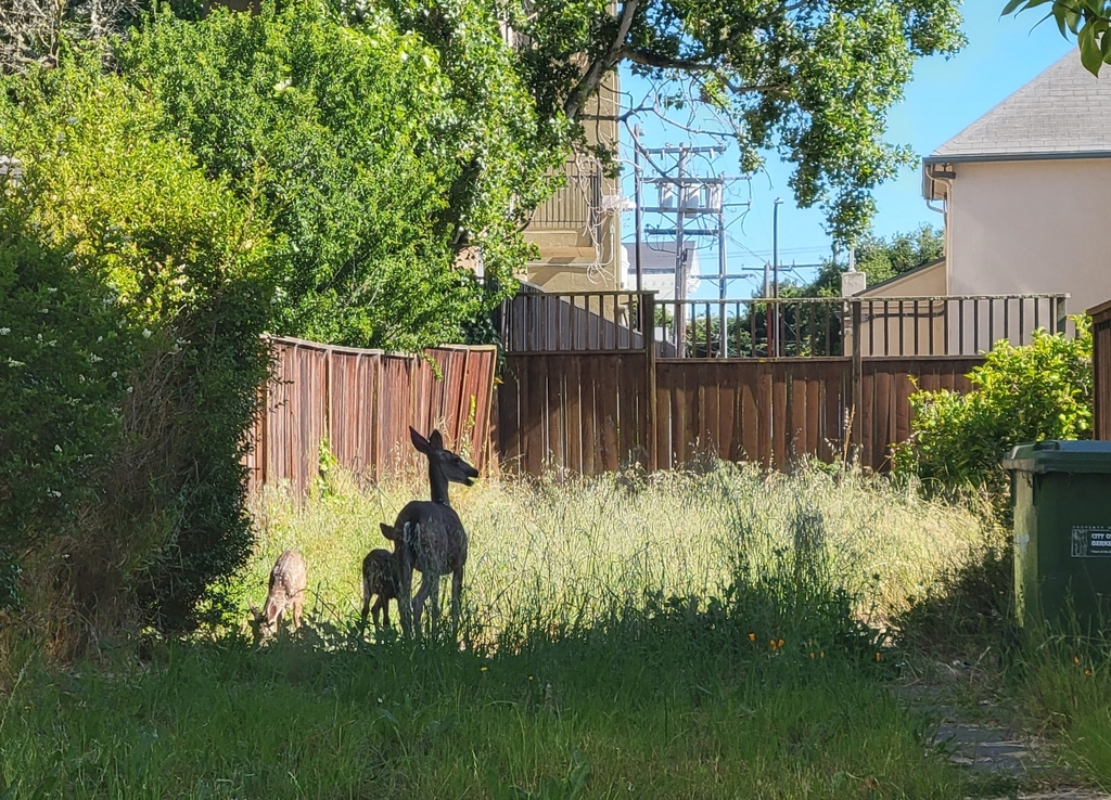 Columbian Black-tailed Deer from Central Berkeley, Berkeley, CA, USA on ...