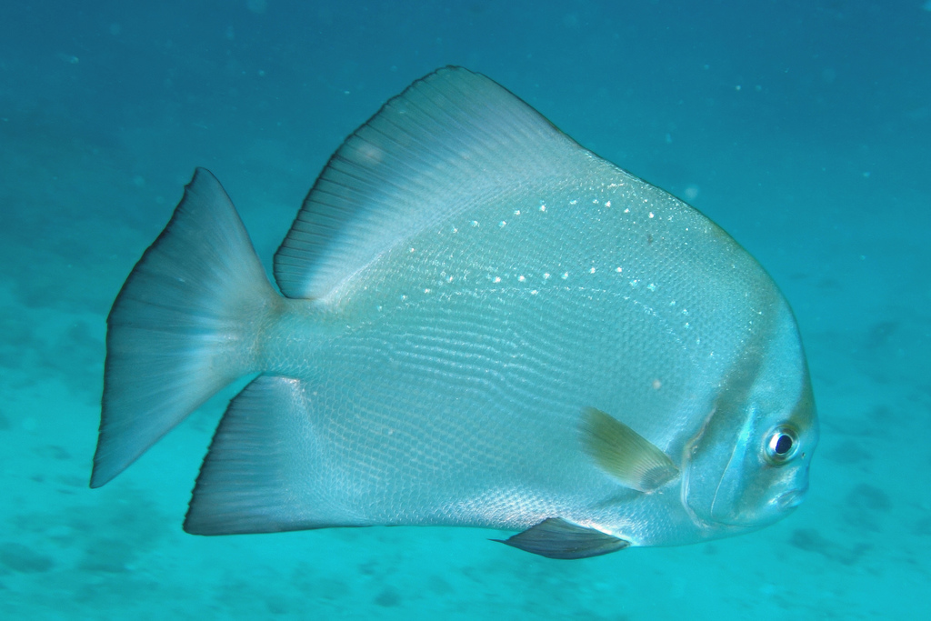 Shortfin Batfish (Zabidius novemaculeatus) - Marine Life Identification