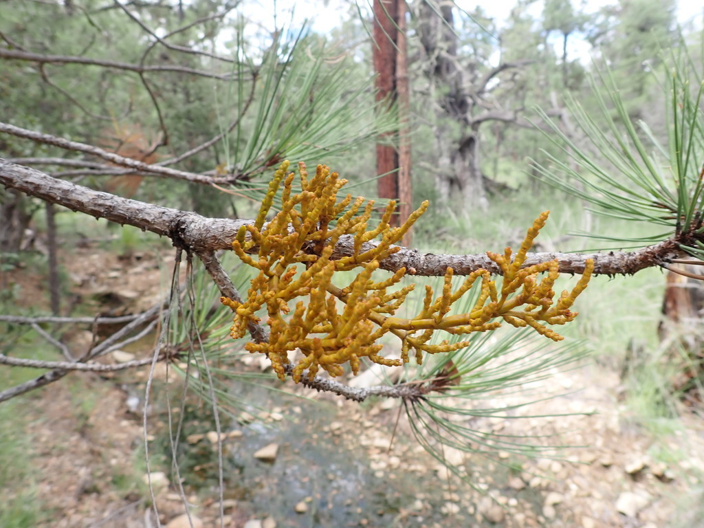 Southwestern Dwarf-Mistletoe from Pima County, AZ, USA on September 3 ...