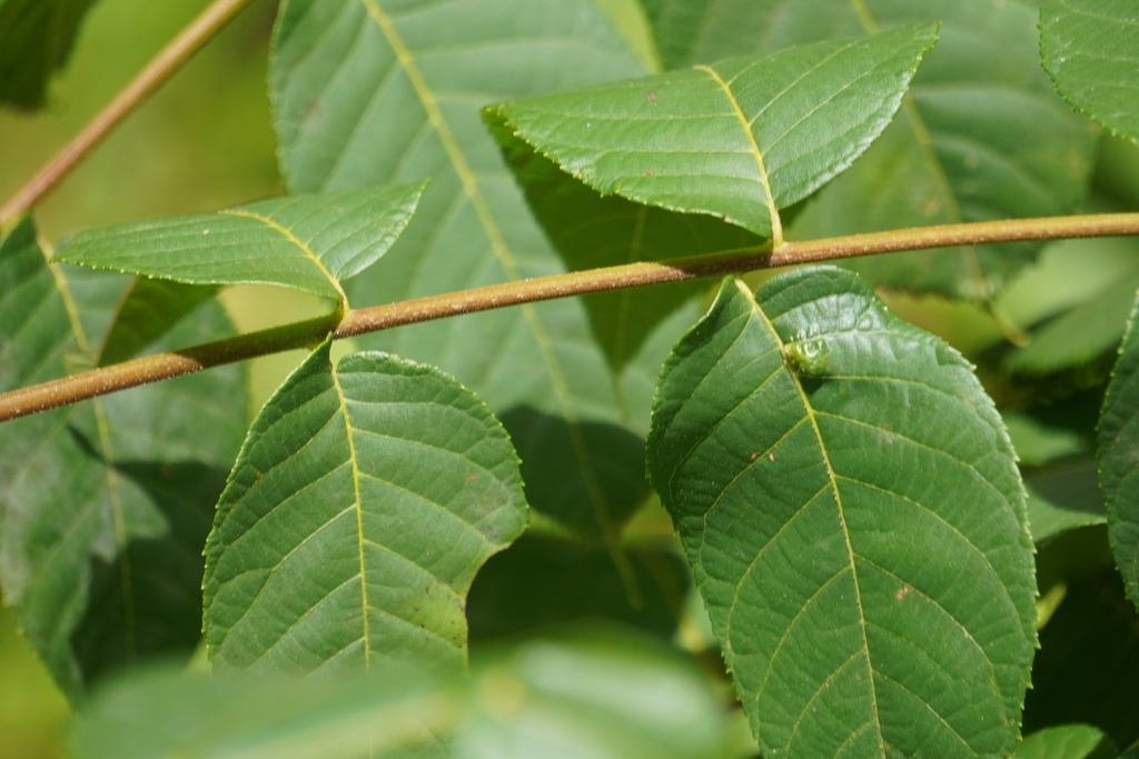 Insects from Hardwick Township, NJ, USA on September 08, 2022 at 12:56 ...