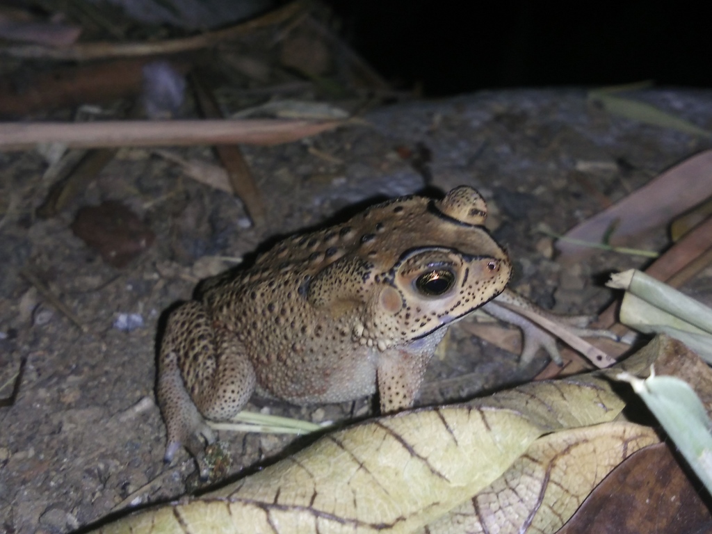 Asian Common Toad from Depok, Kota Depok, Jawa Barat, Indonesia on ...