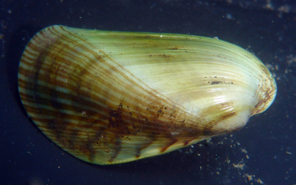 Asian Date Mussel from Redwood City, CA on August 20, 2015 by Robin ...