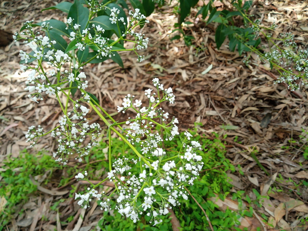 Logania saxatilis from Bell Yett Reserve, Wattle Park, SA, Australia on ...