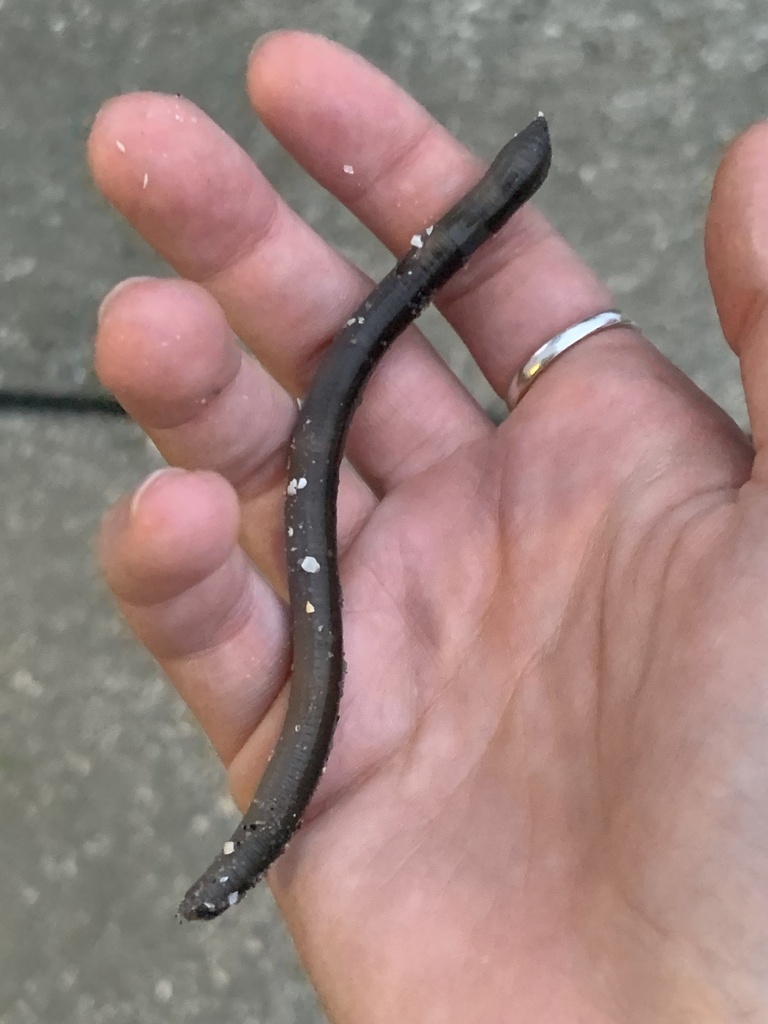 Metaphire posthuma from Eckerd College, Saint Petersburg, FL, US on ...