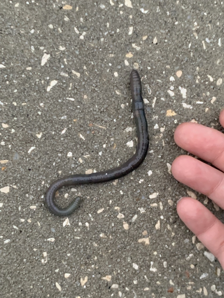 Metaphire posthuma from Eckerd College, Saint Petersburg, FL, US on ...