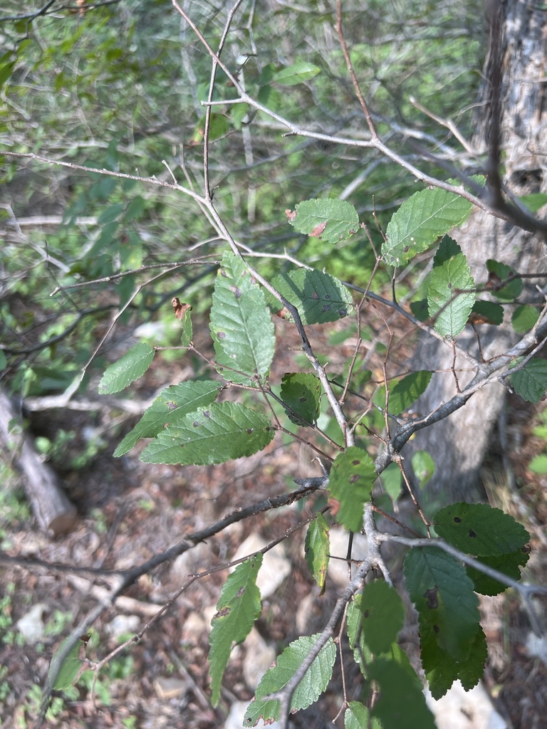 Cedar Elm from W 35th St, Austin, TX, US on September 08, 2022 at 05:40 ...