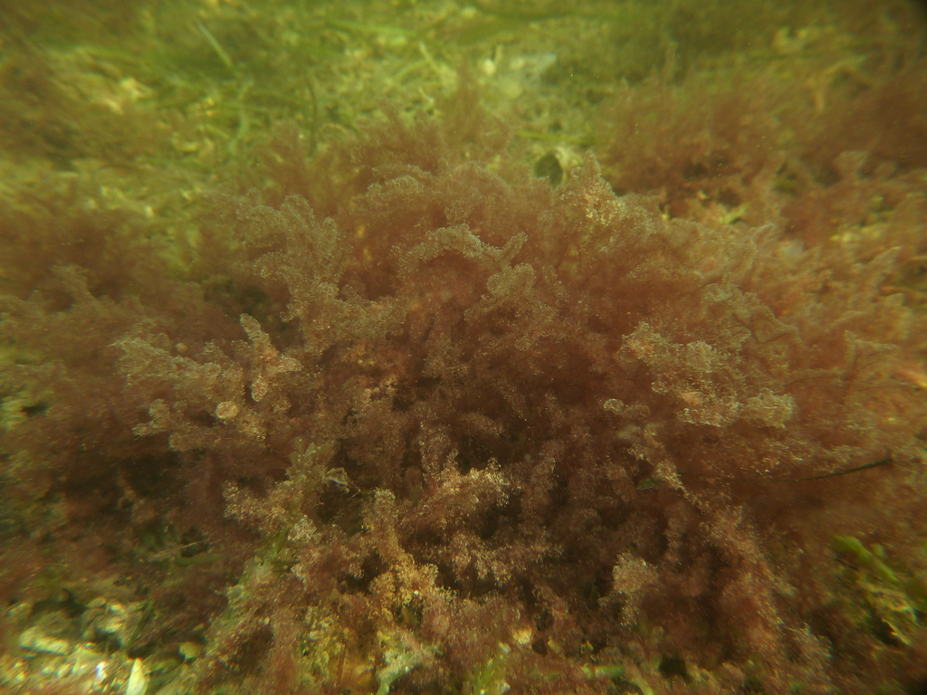 red algae from Garden Island SA 5960, Australia on August 9, 2018 at 02 ...