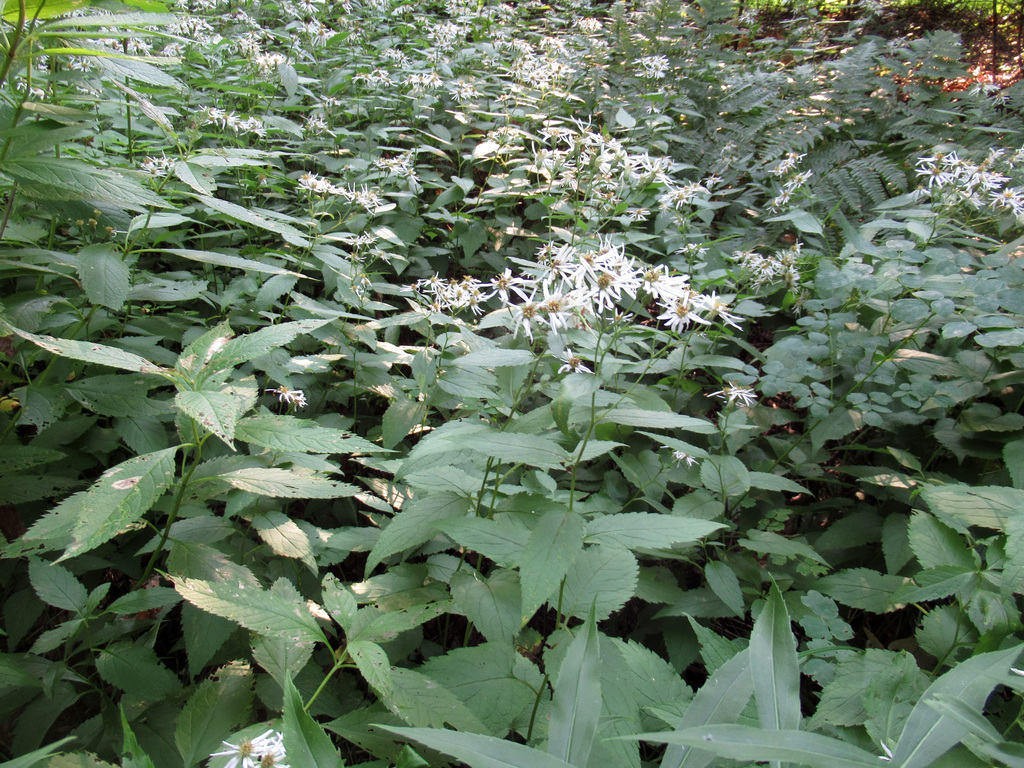 Forked Aster in September 2022 by Nancy Aten · iNaturalist