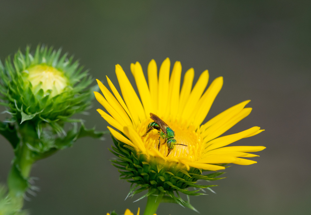 Agapostemon from Lewisville, TX, USA on September 08, 2022 at 02:10 PM ...