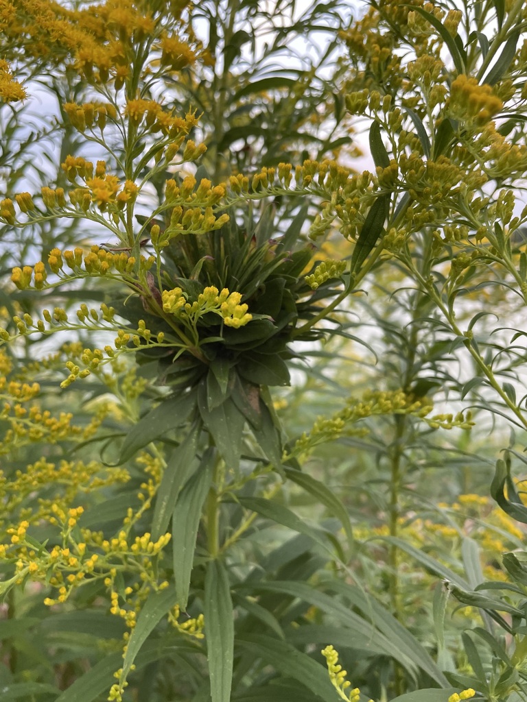 Goldenrod Bunch Gall Midge from Muskoka, Ontario, Canada on September ...