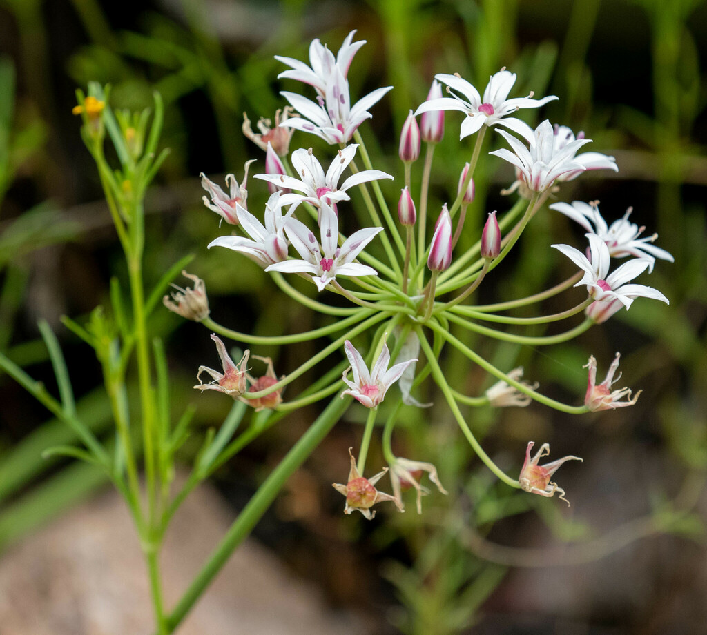 Red Flower Onion from Hidalgo, New Mexico, United States on August 24 ...