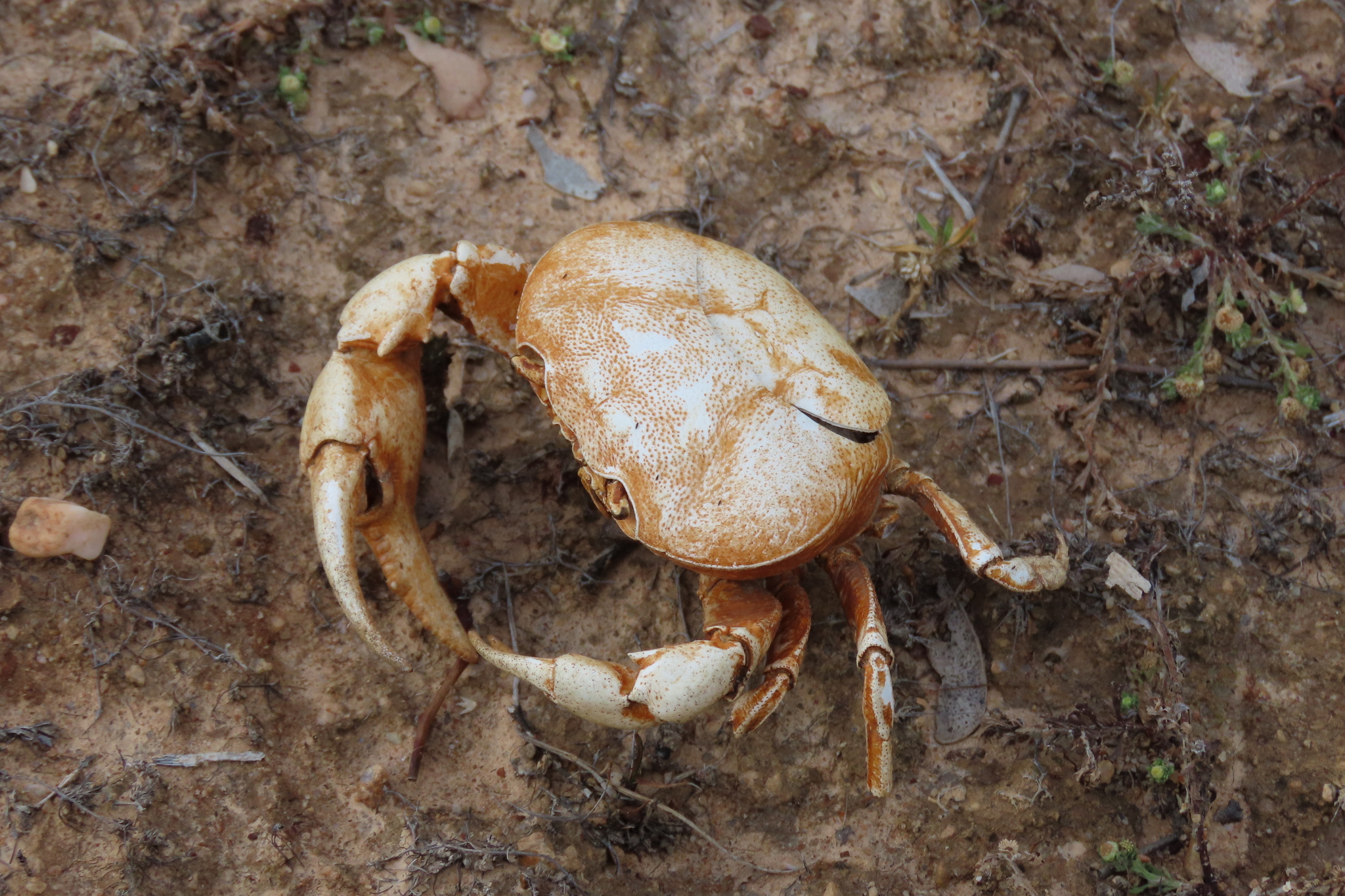 Austrothelphusa transversa (von Martens, 1868)