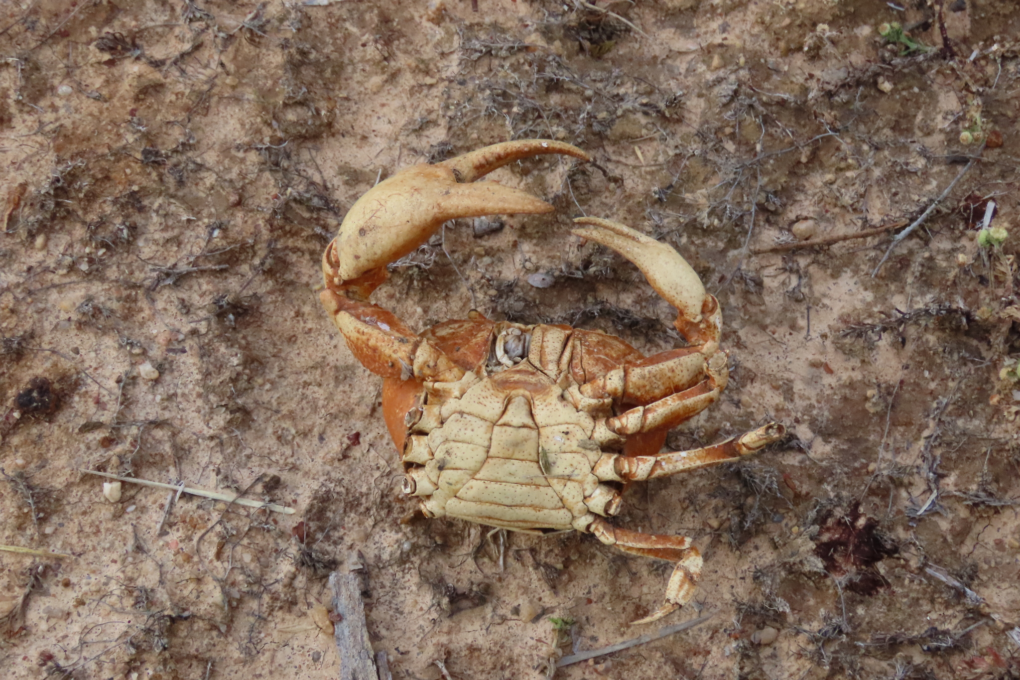 Austrothelphusa transversa (von Martens, 1868)