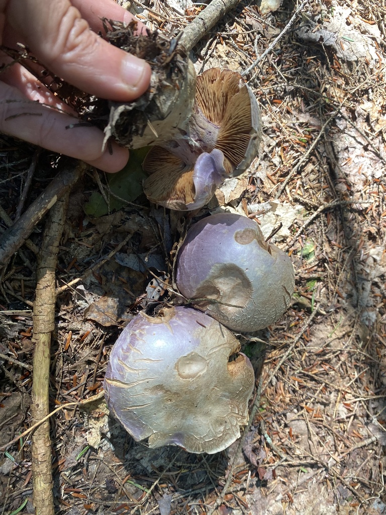 gassy webcap from Ottawa National Forest, Nisula, MI, US on September ...