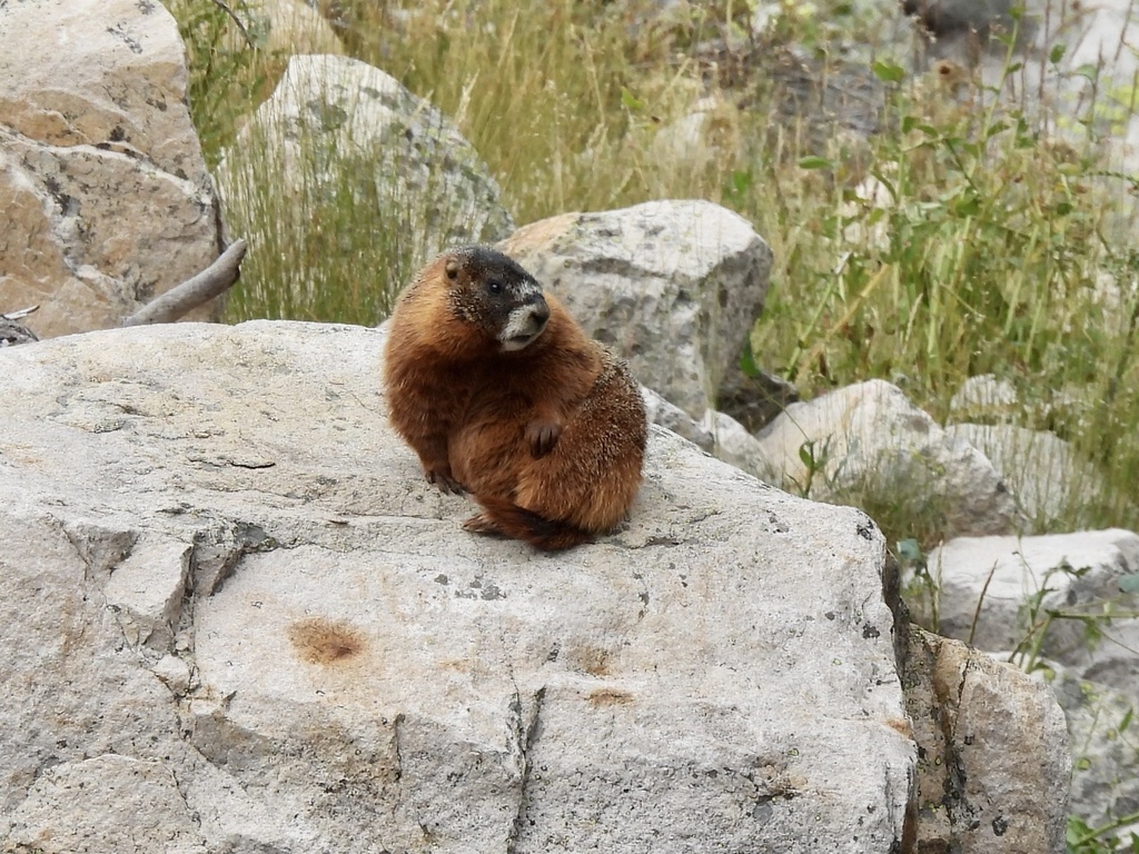 Yellow-bellied Marmot from Ashley National Forest, Tabiona, UT, US on ...