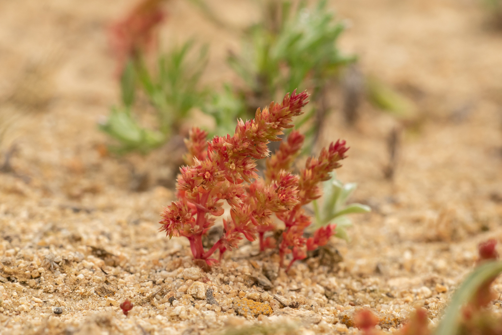 sand pygmyweed in September 2022 by Zona Norte de Quilpué · iNaturalist