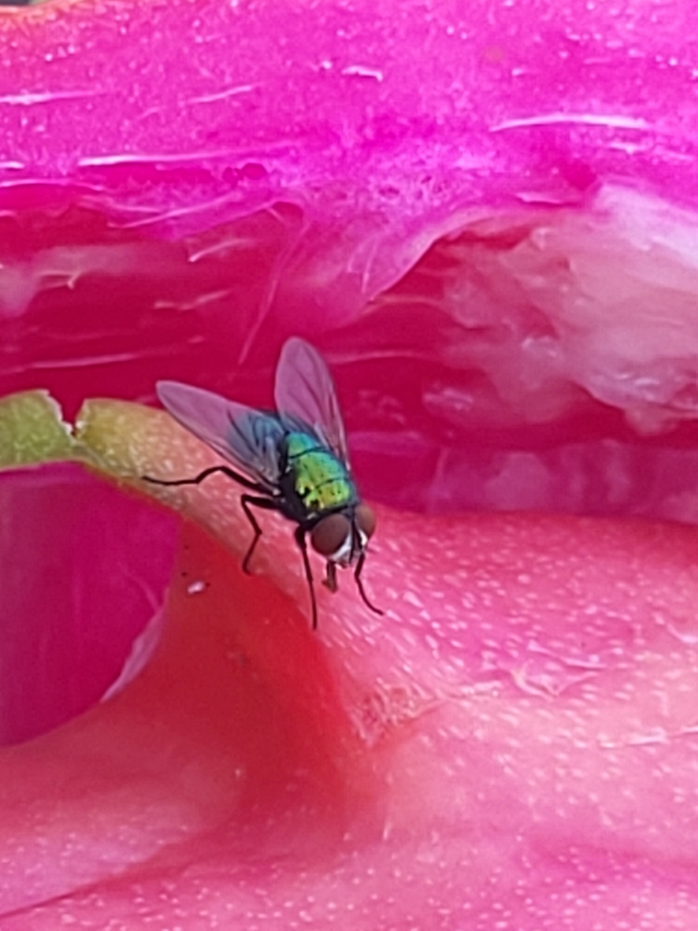 Common European Greenbottle Fly from Campbell, CA, USA on September 08 ...