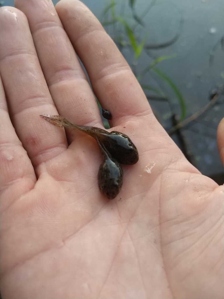 Green Frog from Warren, NJ 07059, USA on September 08, 2022 at 07:01 PM ...