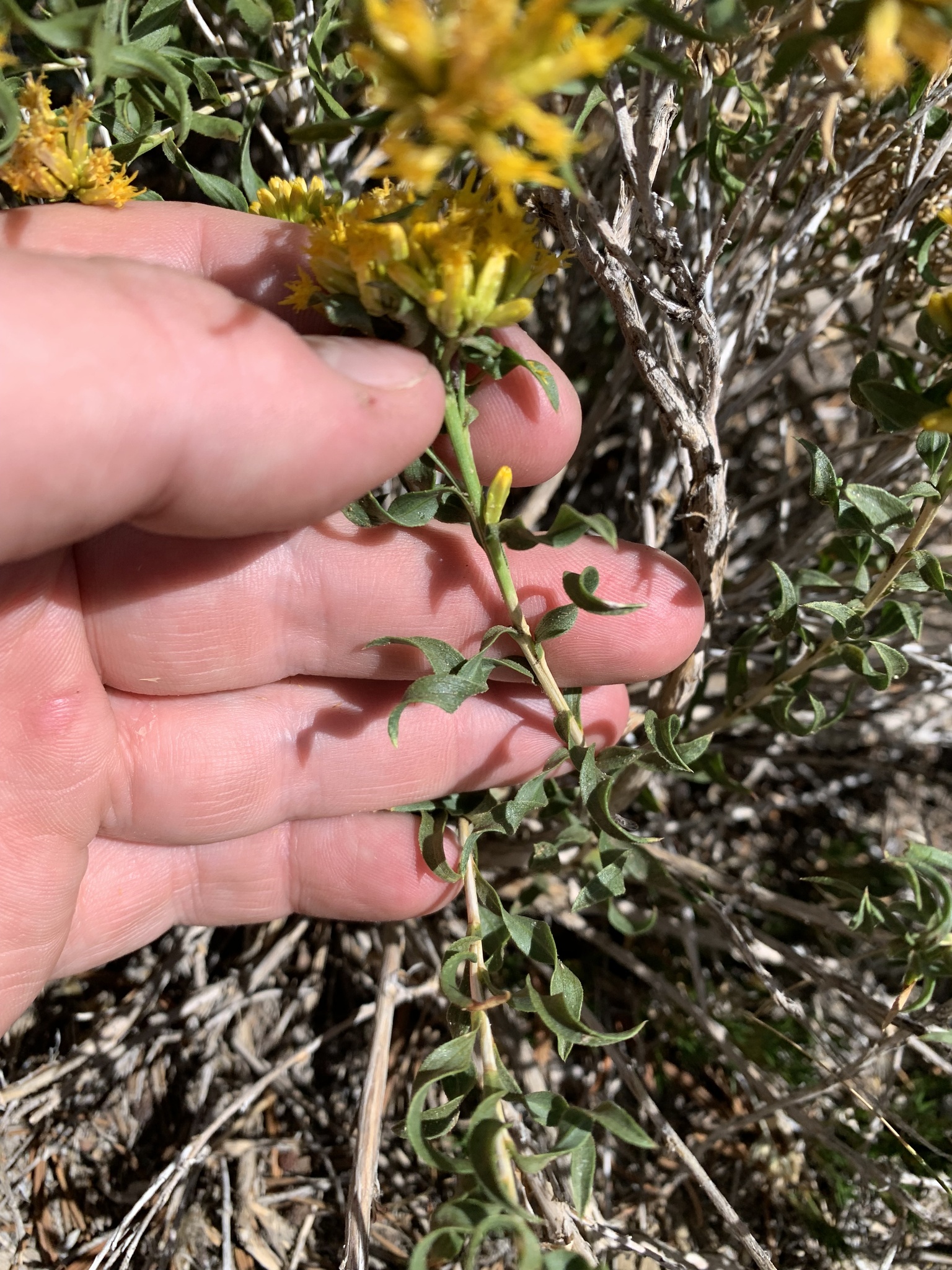 Chrysothamnus viscidiflorus subsp. viscidiflorus