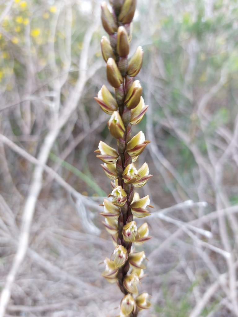 Tall Leek Orchid from Eneabba WA 6518, Australia on September 9, 2022 ...