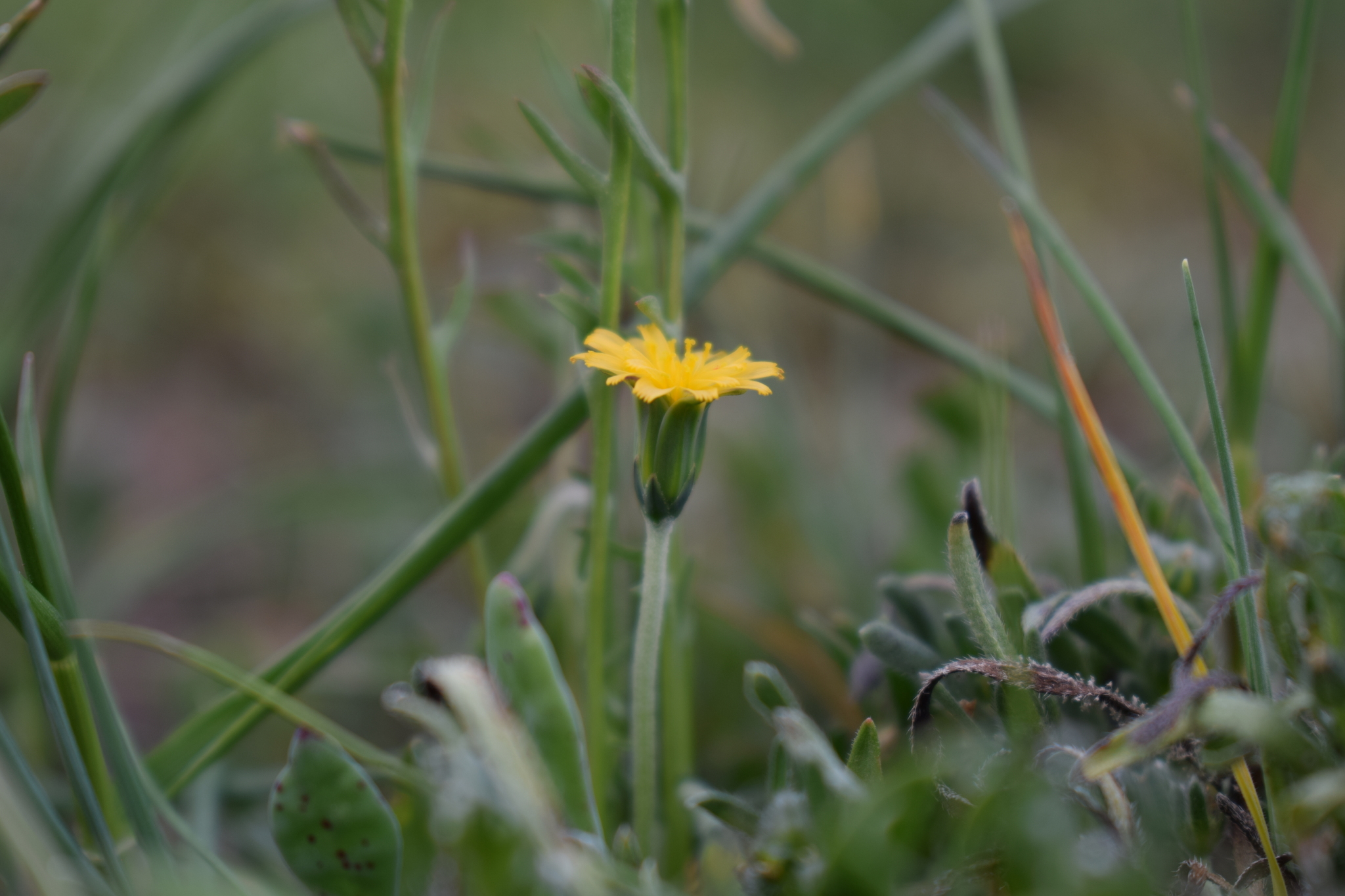Microseris pygmaea D.Don