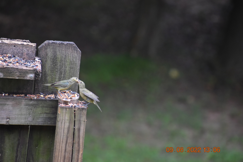 Painted Bunting from Lexington, SC, USA on September 8, 2022 at 01:06 ...