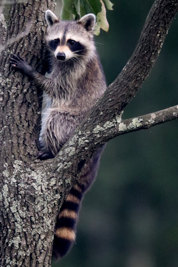 Common Raccoon from Groveton, VA, USA on September 8, 2022 at 06:24 PM ...