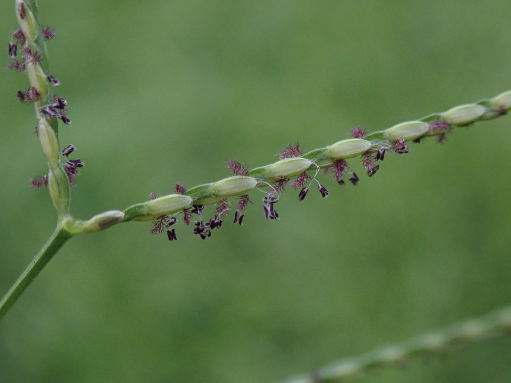 Axonopus spp. (62-340 Facultative Species) · iNaturalist