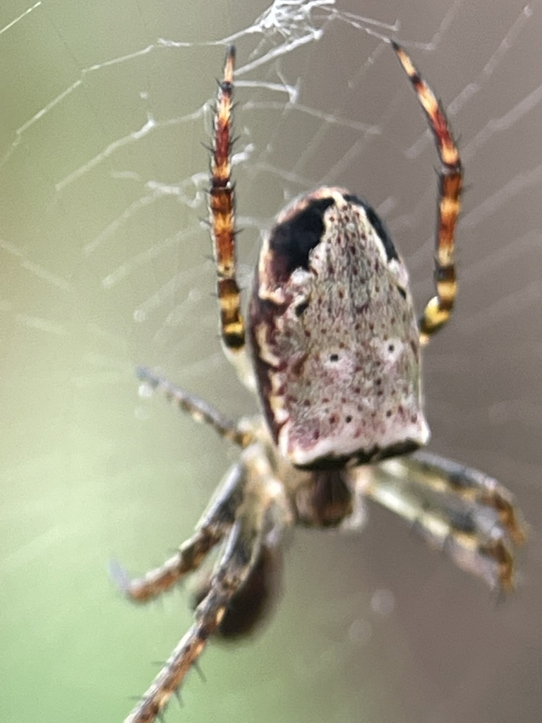 Eastern Bush Orbweaver from Frankston South, VIC, AU on September 09 ...