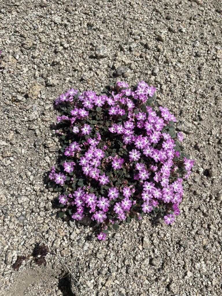 Ramshaw Meadows Abronia in September 2022 by Amy · iNaturalist