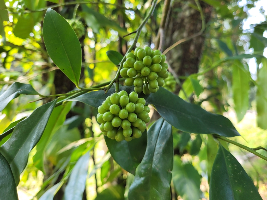 (Guatteria australis) - Botanical Realm