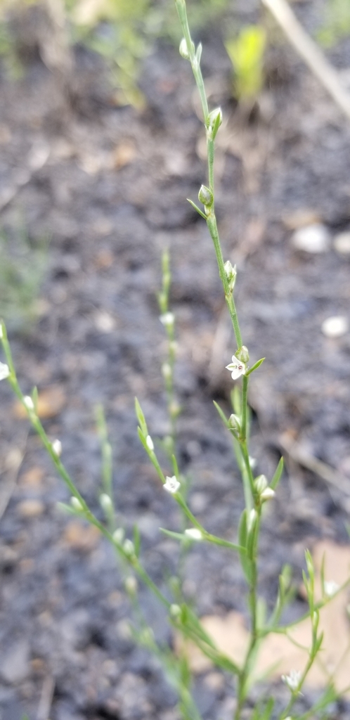Slender Knotweed (Polygonum tenue) - Botanical Realm