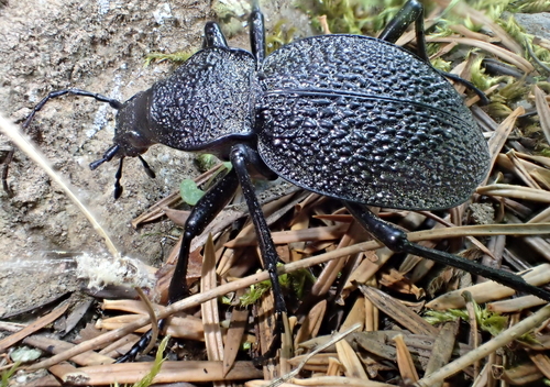 Carabus gigas (Carabidae Parte 2 Carabos de Europa) · BioDiversity4All