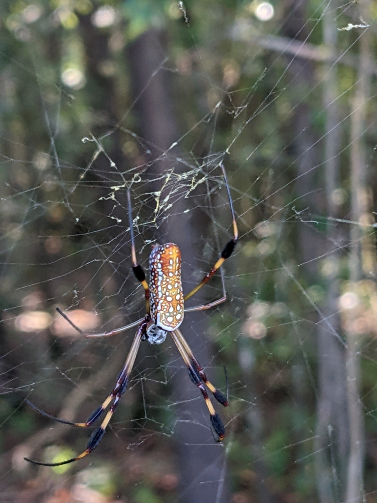 Golden Silk Spider in September 2022 by Shaun M. McCoshum · iNaturalist