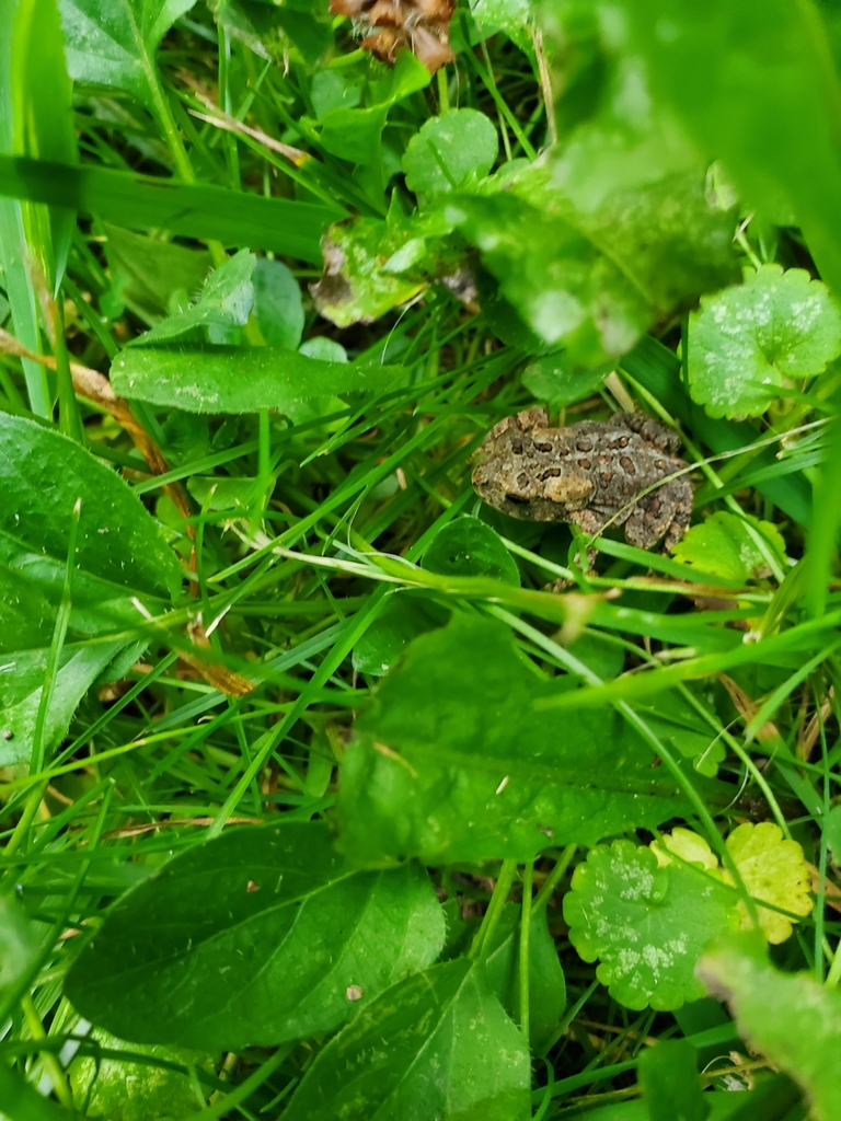 American Toad from Moose Lake, MN 55767, USA on September 08, 2022 at ...