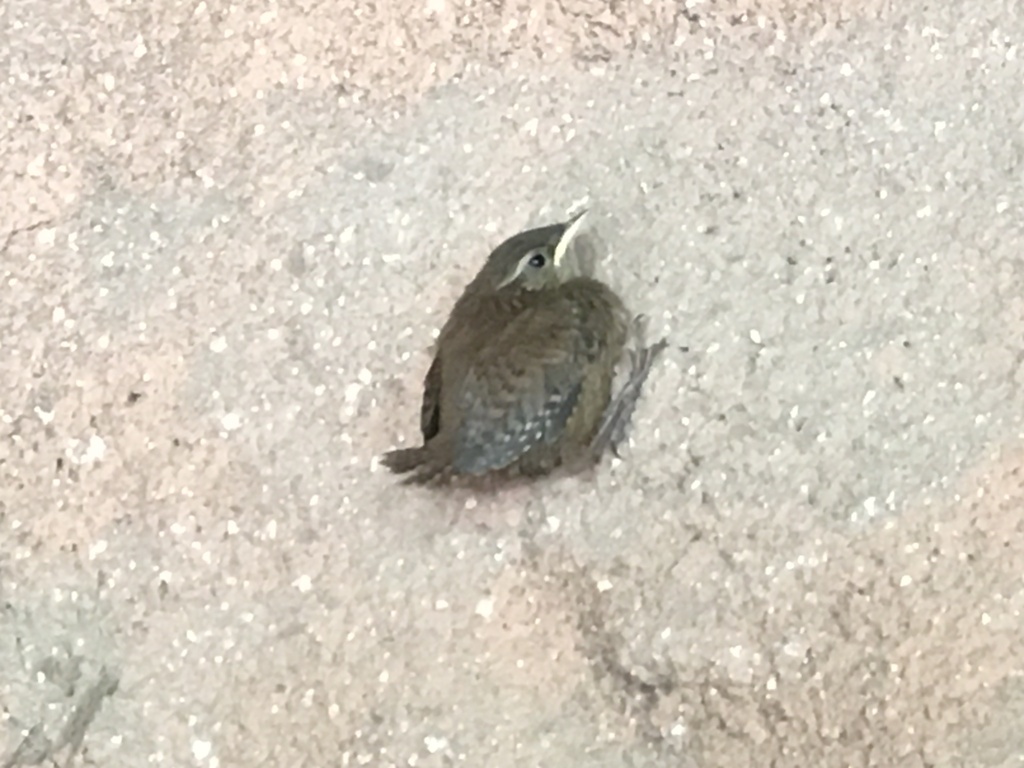 Eurasian Wren from Yorkshire Wildlife Park, Doncaster, England, GB on ...