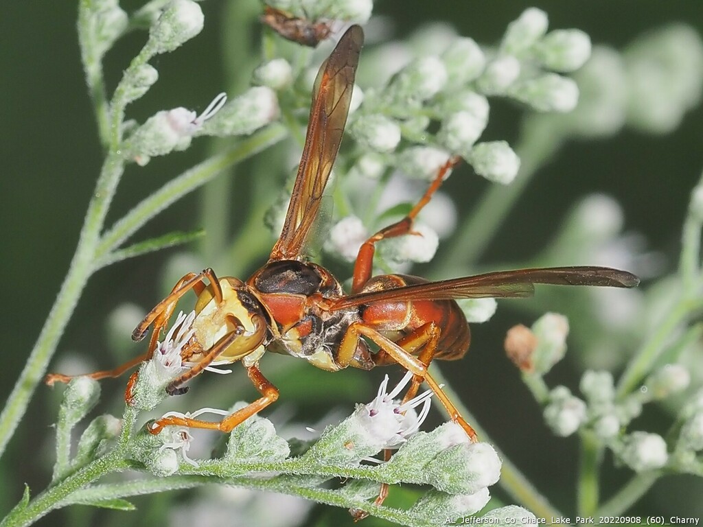 Coarse-backed Red Paper Wasp from Chace Lake Park on September 8, 2022 ...