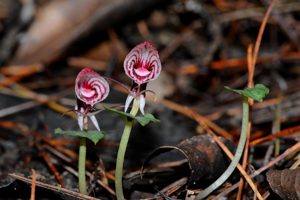 Corybas himalaicus in July 2017 by narido · iNaturalist