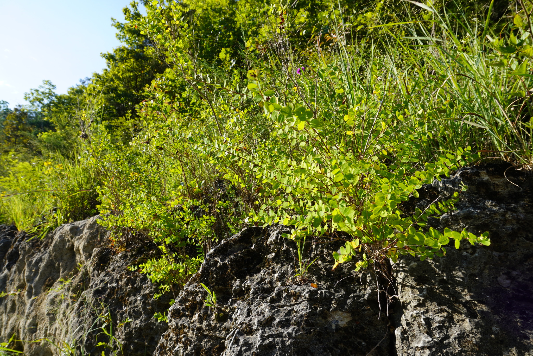 Phyllanthopsis phyllanthoides (Nutt.) Voronts. & Petra Hoffm.