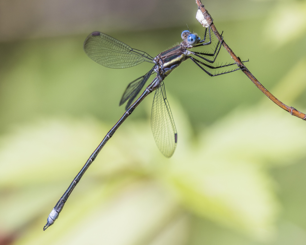 Great Spreadwing from Downers Grove, IL, USA on September 7, 2022 at 02 ...