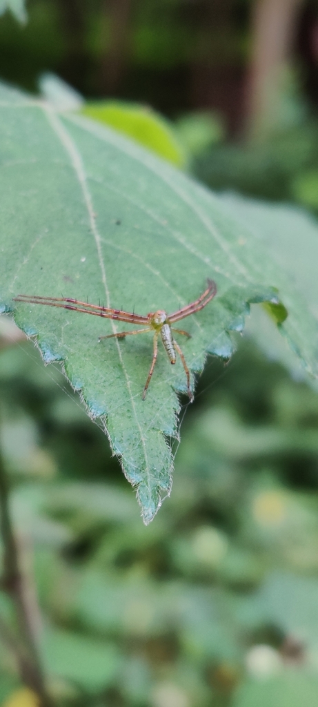Typical Spiders in September 2022 by pratikk · iNaturalist