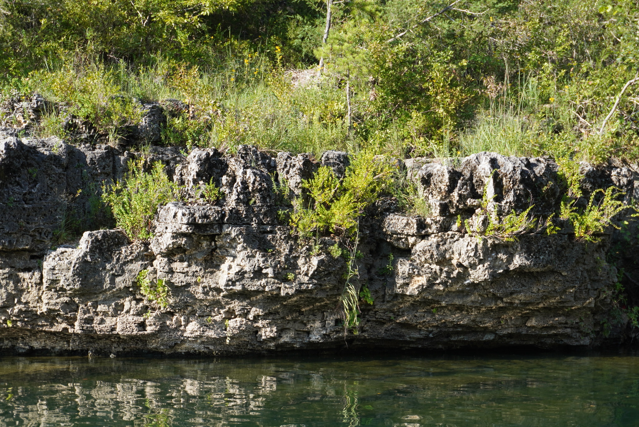Phyllanthopsis phyllanthoides (Nutt.) Voronts. & Petra Hoffm.