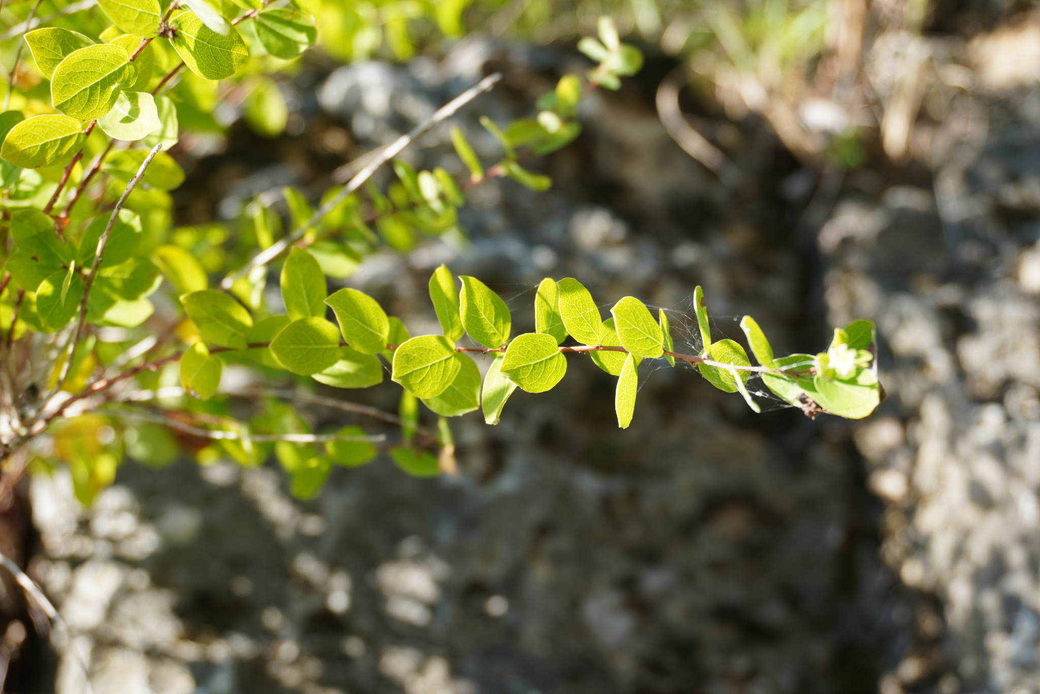 Phyllanthopsis phyllanthoides (Nutt.) Voronts. & Petra Hoffm.